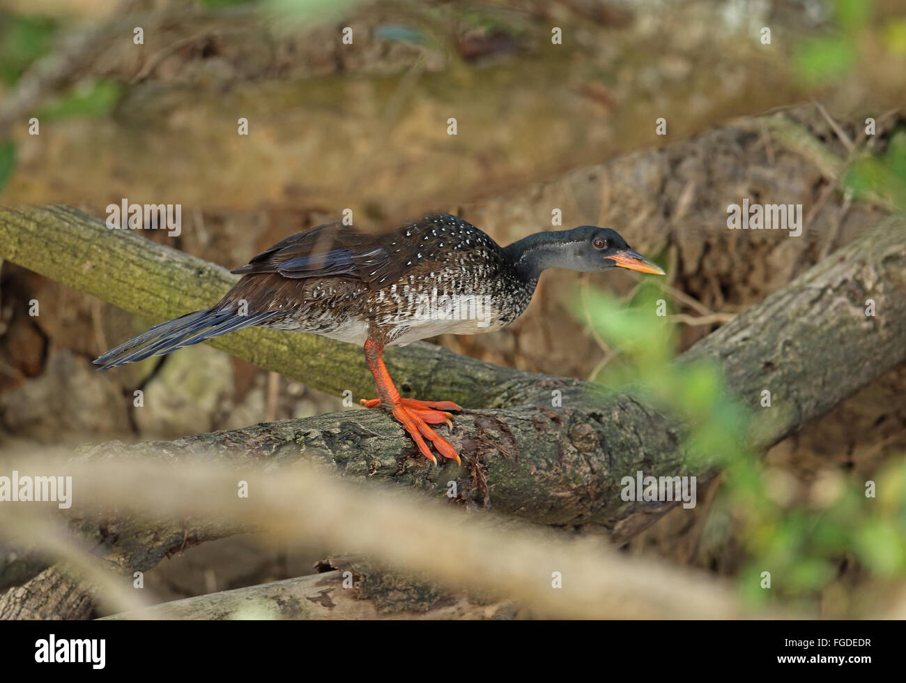 African finfoot podica senegalensis hi-res stock photography and images ...