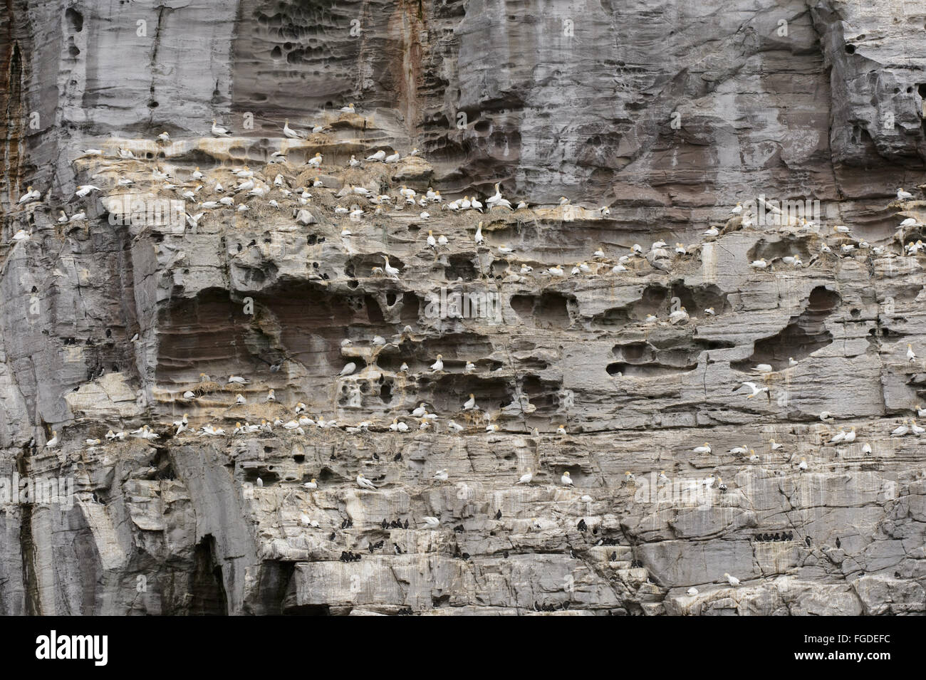 Cliff nesting british birds hi-res stock photography and images - Alamy