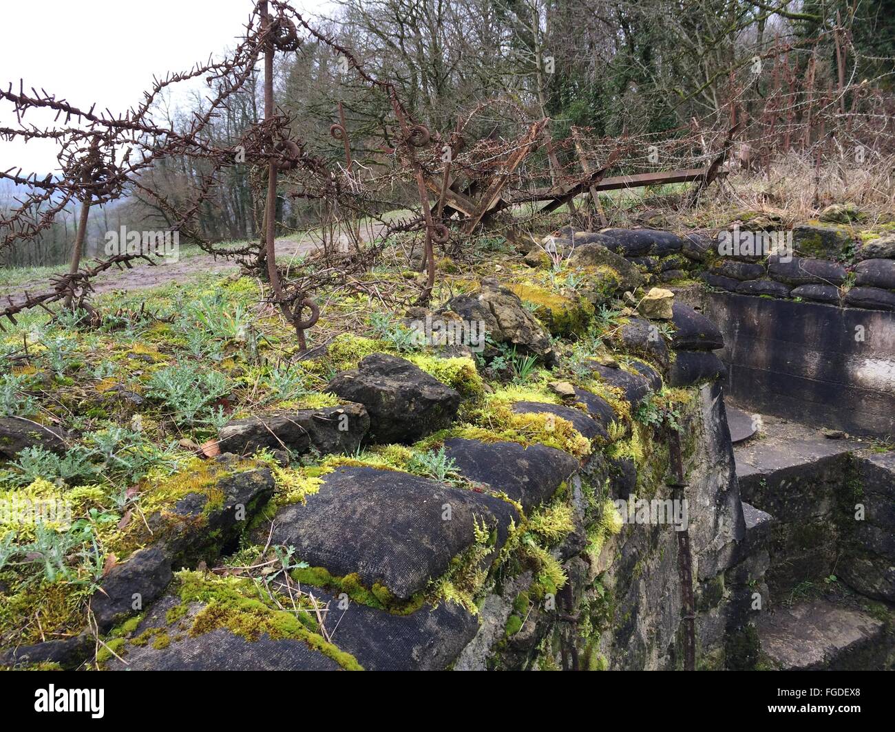 Verdun, France. 20th Feb, 2014. A view of the overgrown trenches and ...