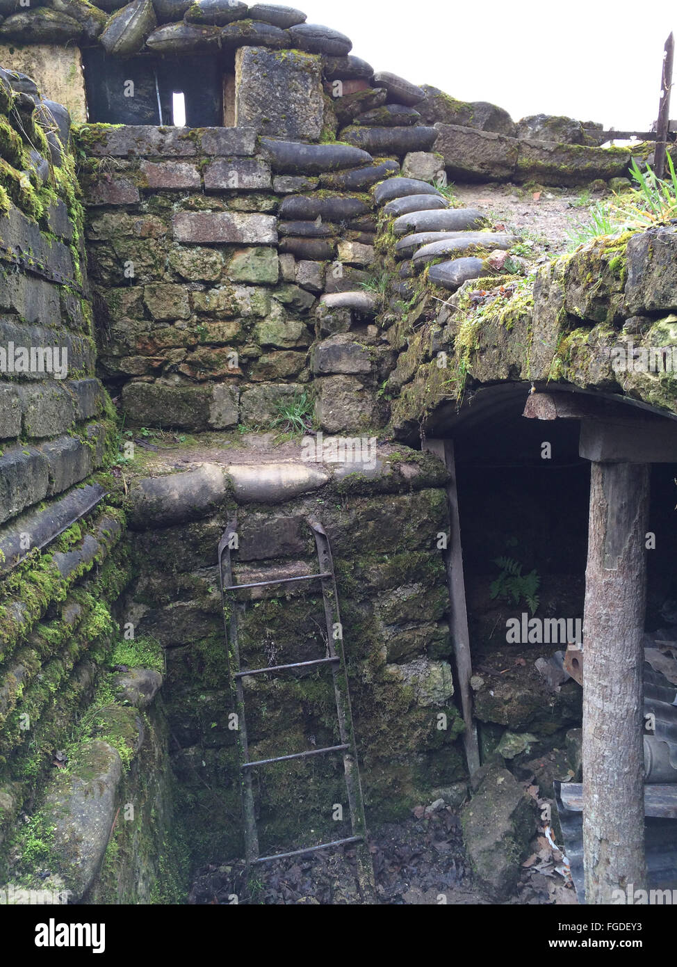Verdun, France. 20th Feb, 2014. A view of the overgrown trenches and ...
