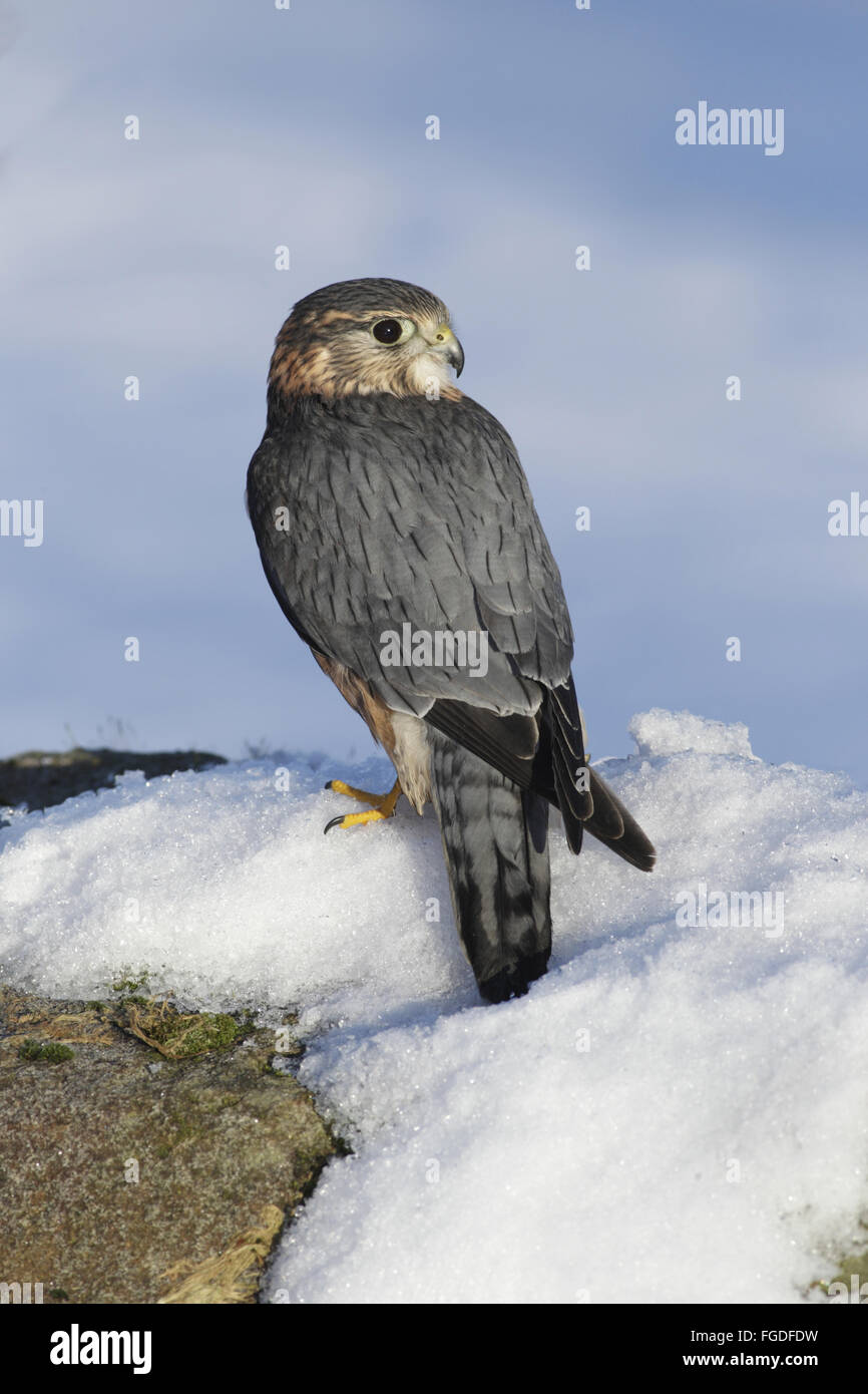 Merlin Merlins Falcon Falcons High Resolution Stock Photography and ...