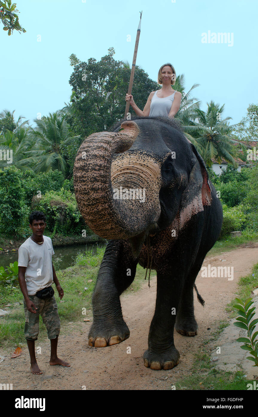 Woman rides on an Indian elephant, Asian elephant or Asiatic elephant ...