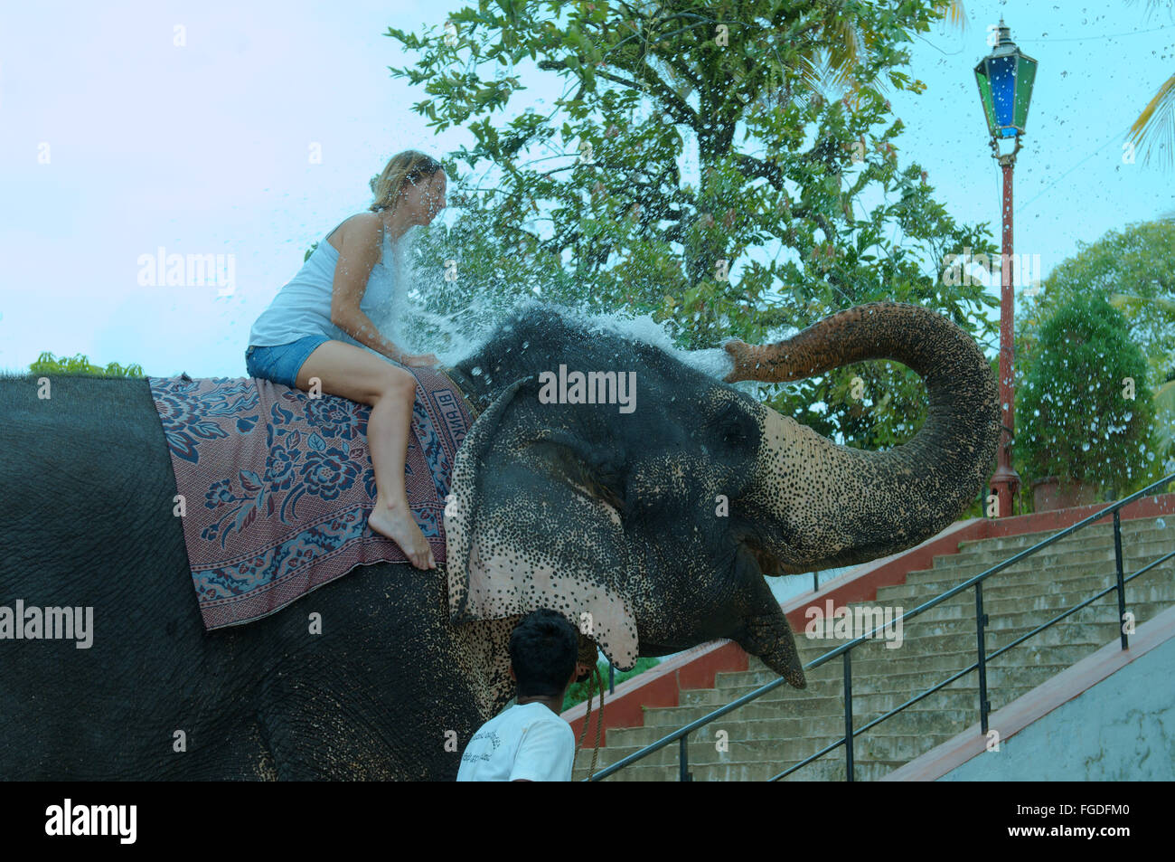 The elephant pours water from a trunk of a woman sitting on it - Indian ...