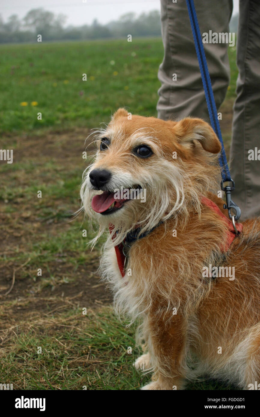Cute Dog On Lead Stock Photo Alamy cute-dog-on-lead-stock-photo-alamy