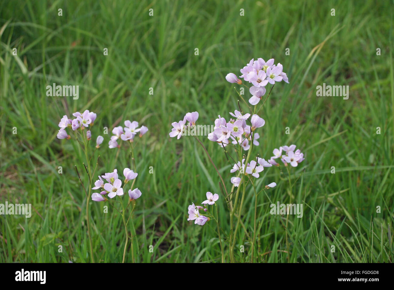 Ladies smock hi-res stock photography and images - Alamy