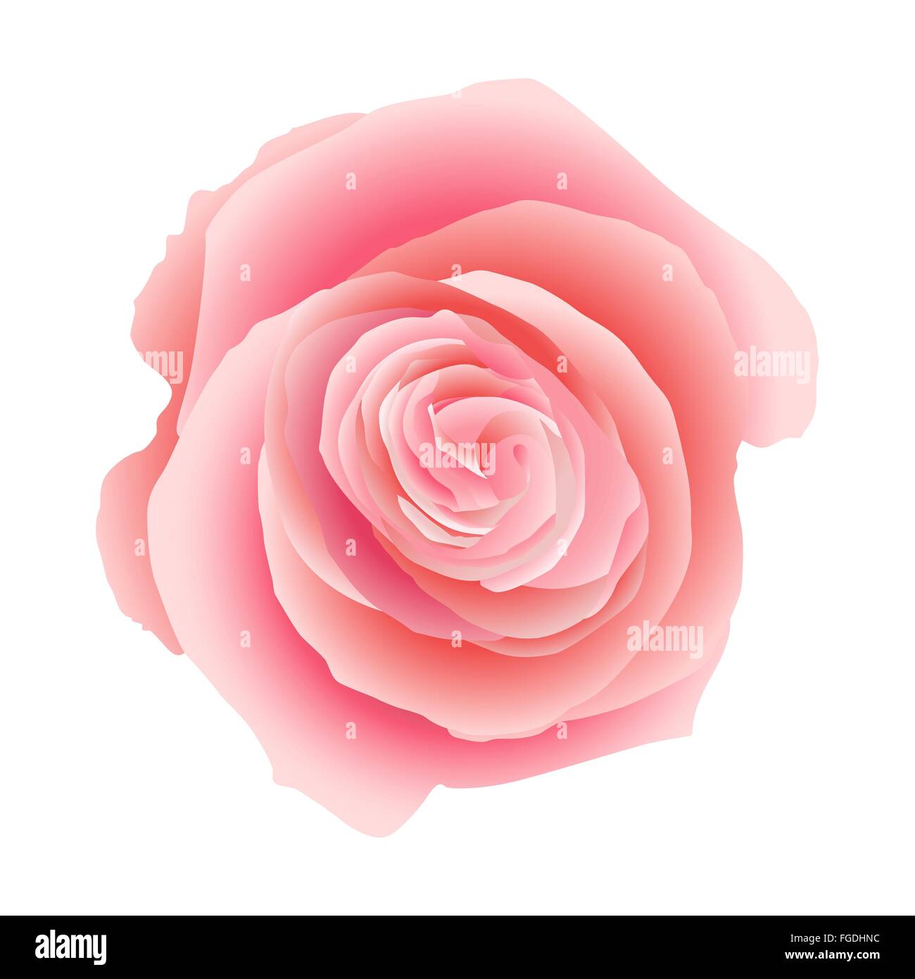 Tender pink rose petal Stock Vector Images - Alamy