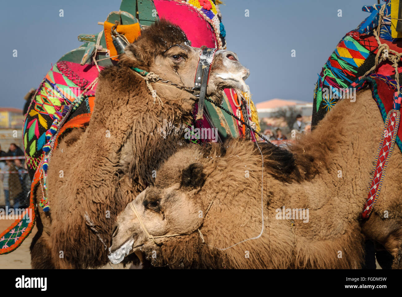 Camel fighting hi-res stock photography and images - Alamy