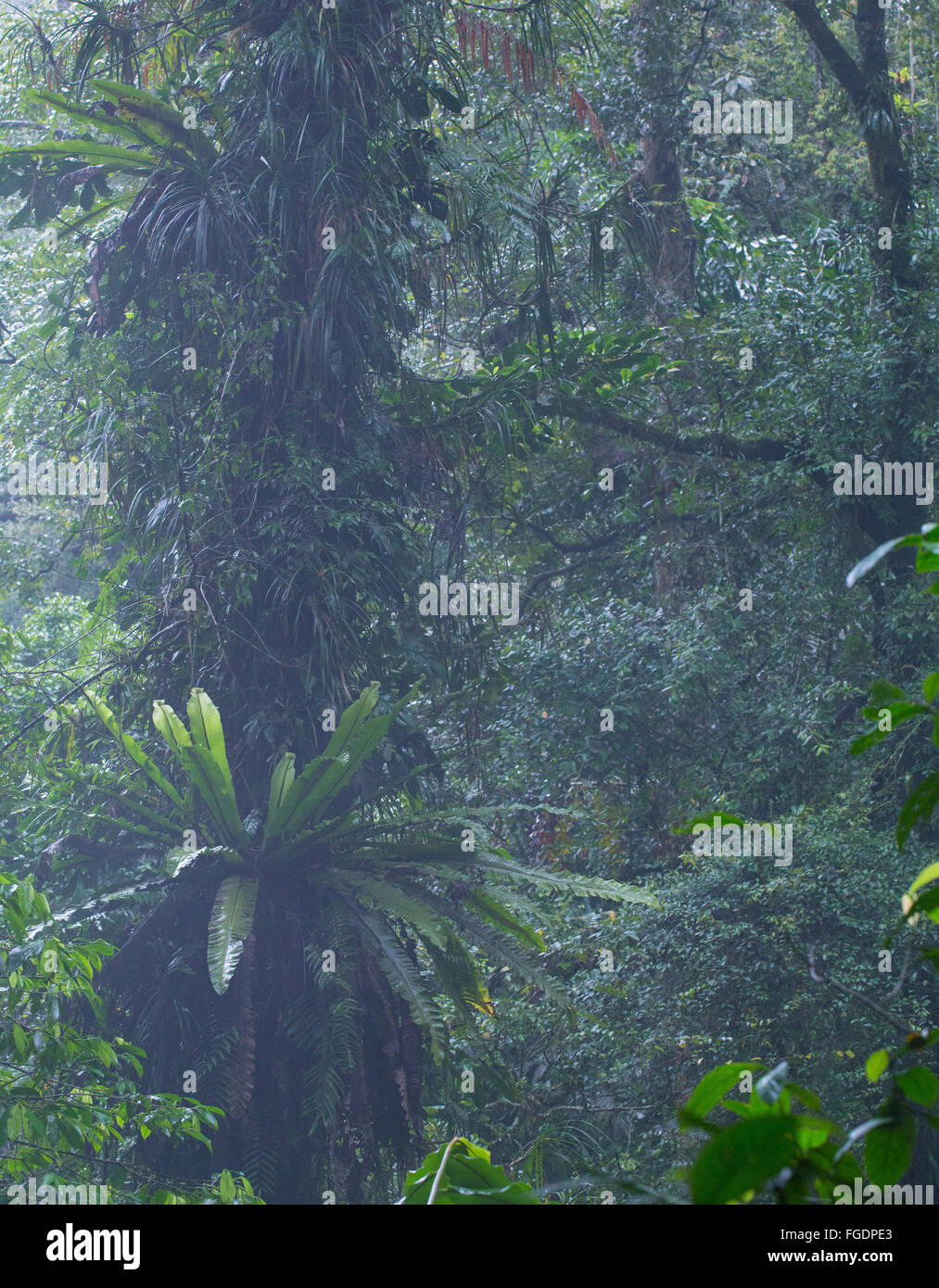Bird's Nest Ferns in cool montane rainforest, Gunung Halimun National ...