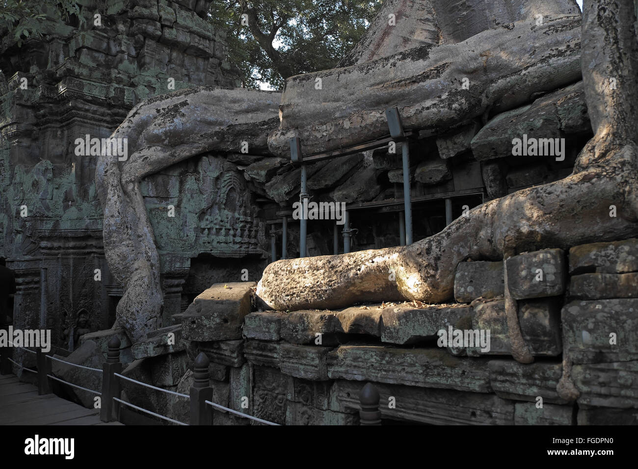 Tree growing out of the ruins of Ta Phrom, Angkor Thom, near Siem Reap ...