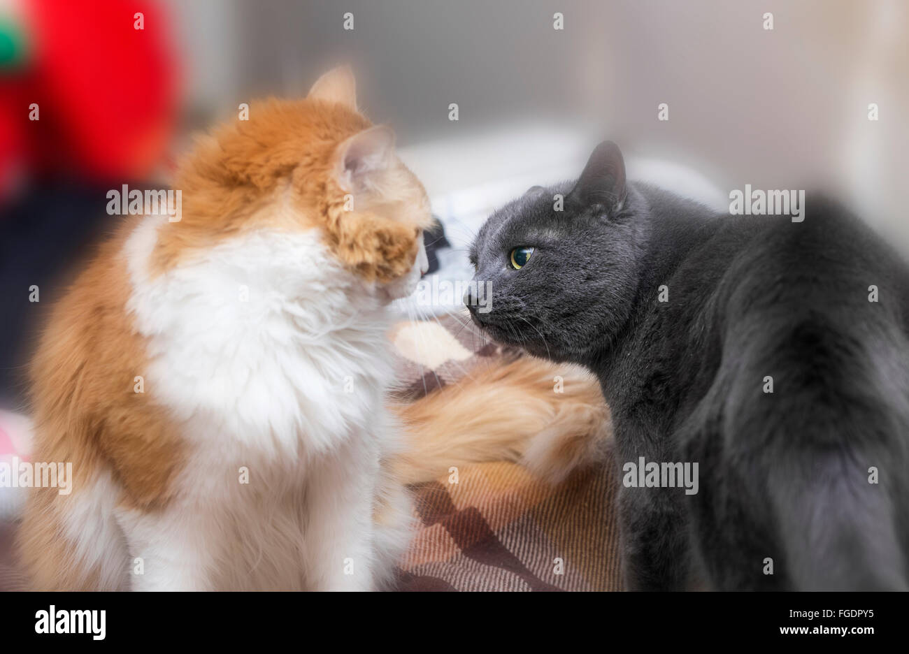 Red and gray cat in classical dispute Stock Photo - Alamy