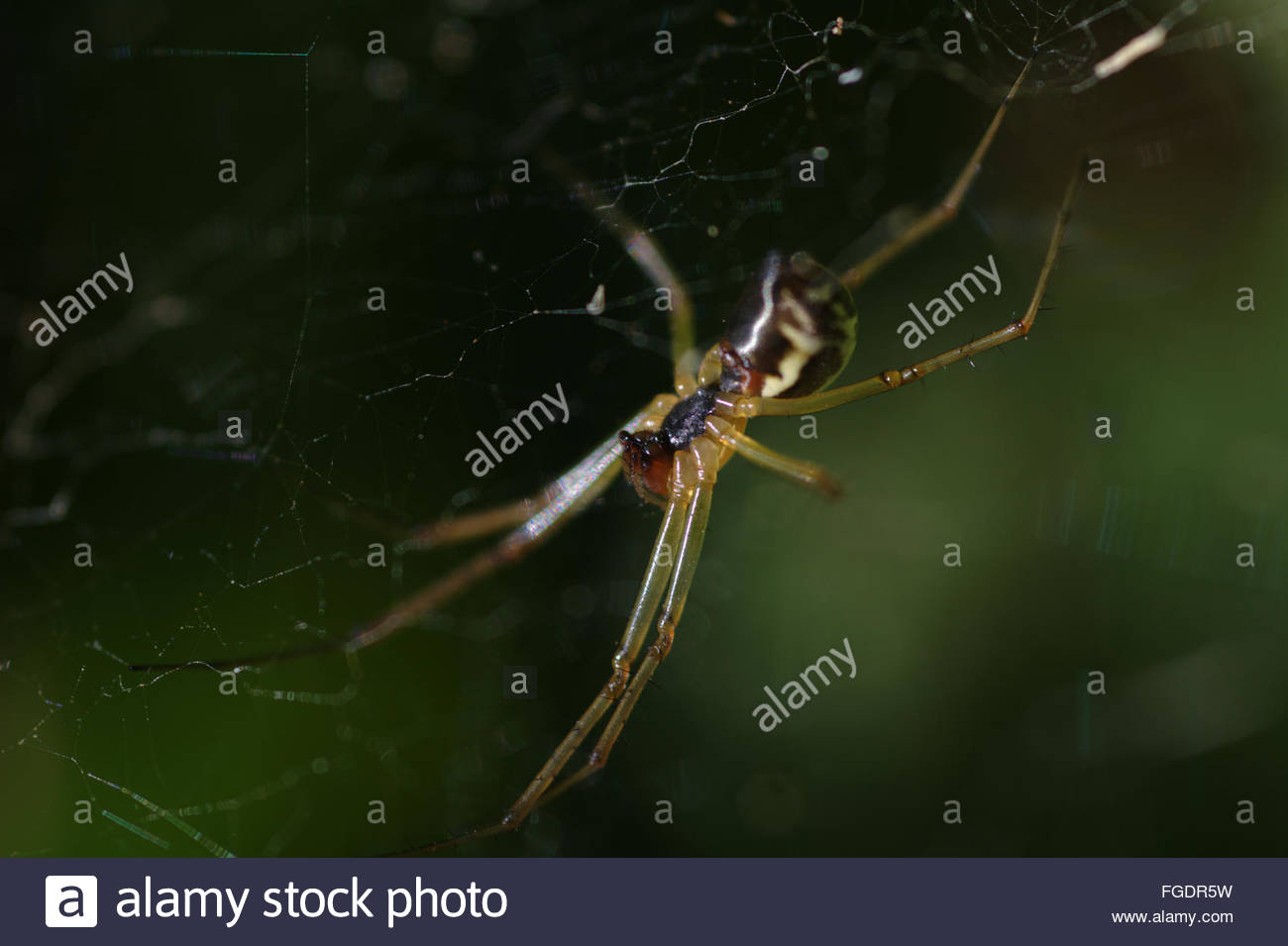 Cobweb Spiders And Comb Footed Spiders Stock Photos & Cobweb Spiders ...