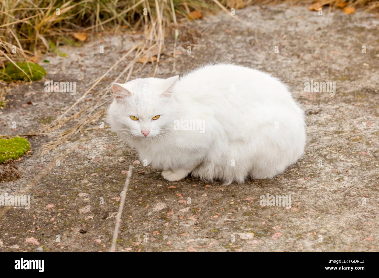 Homelessness illness hi-res stock photography and images - Alamy