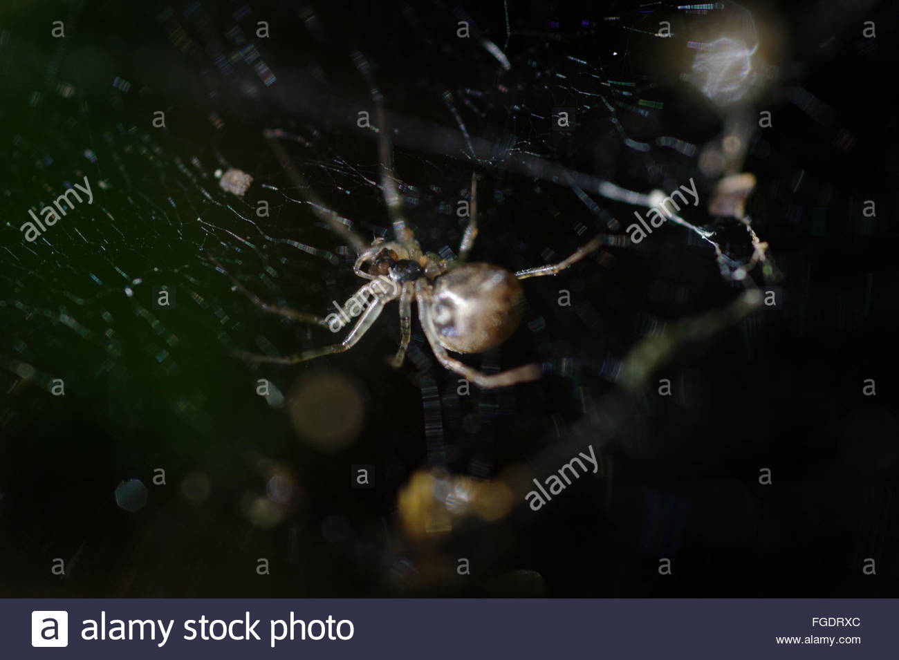 Cobweb Spiders And Comb Footed Spiders Stock Photos & Cobweb Spiders ...