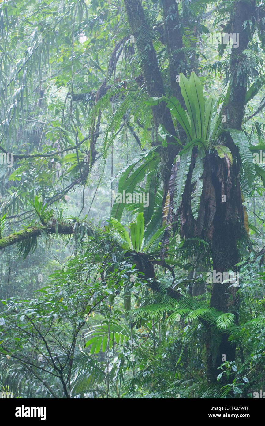 Gunung halimun salak national park hi-res stock photography and images ...