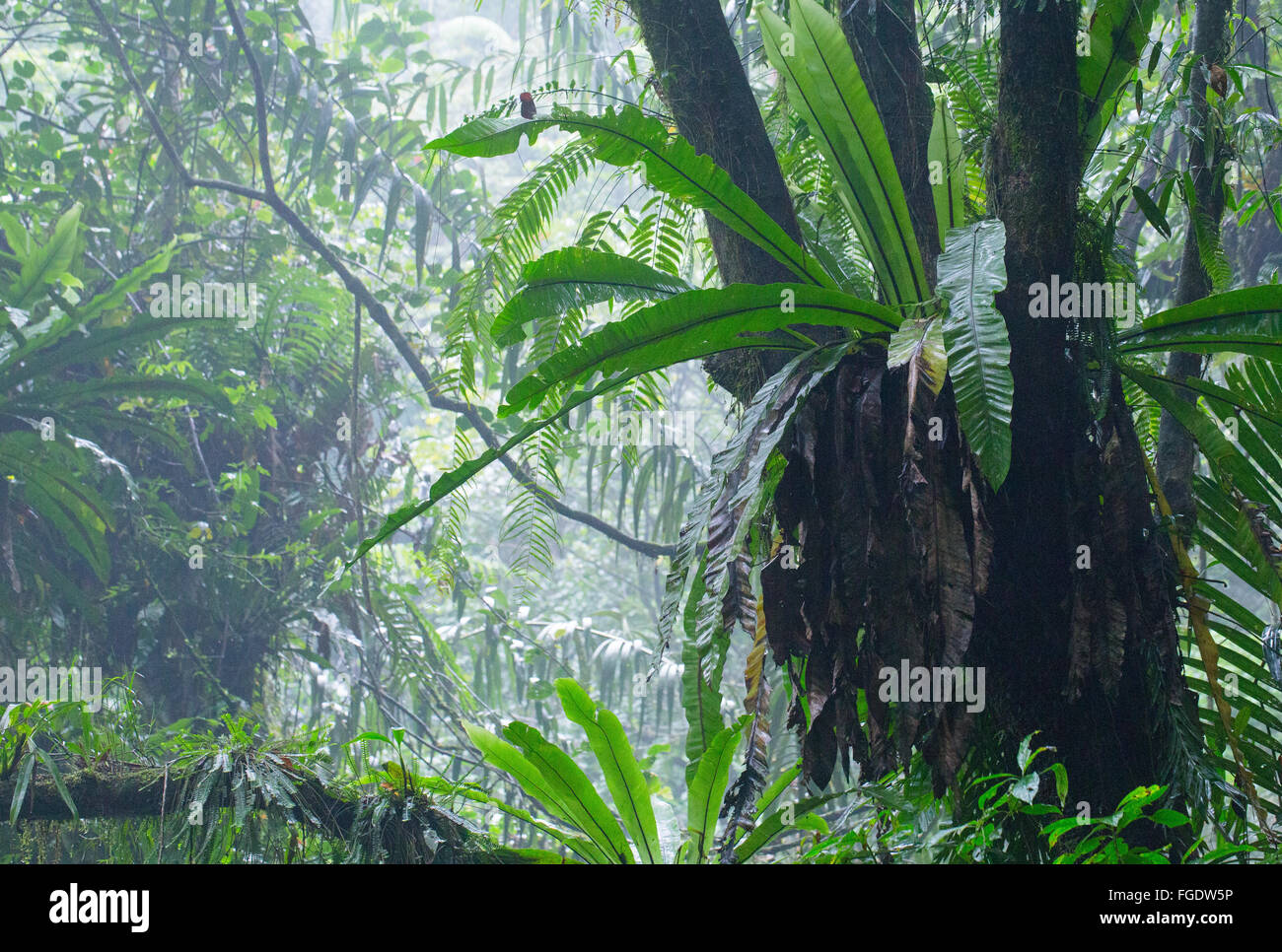 Gunung salak national park High Resolution Stock Photography and Images ...