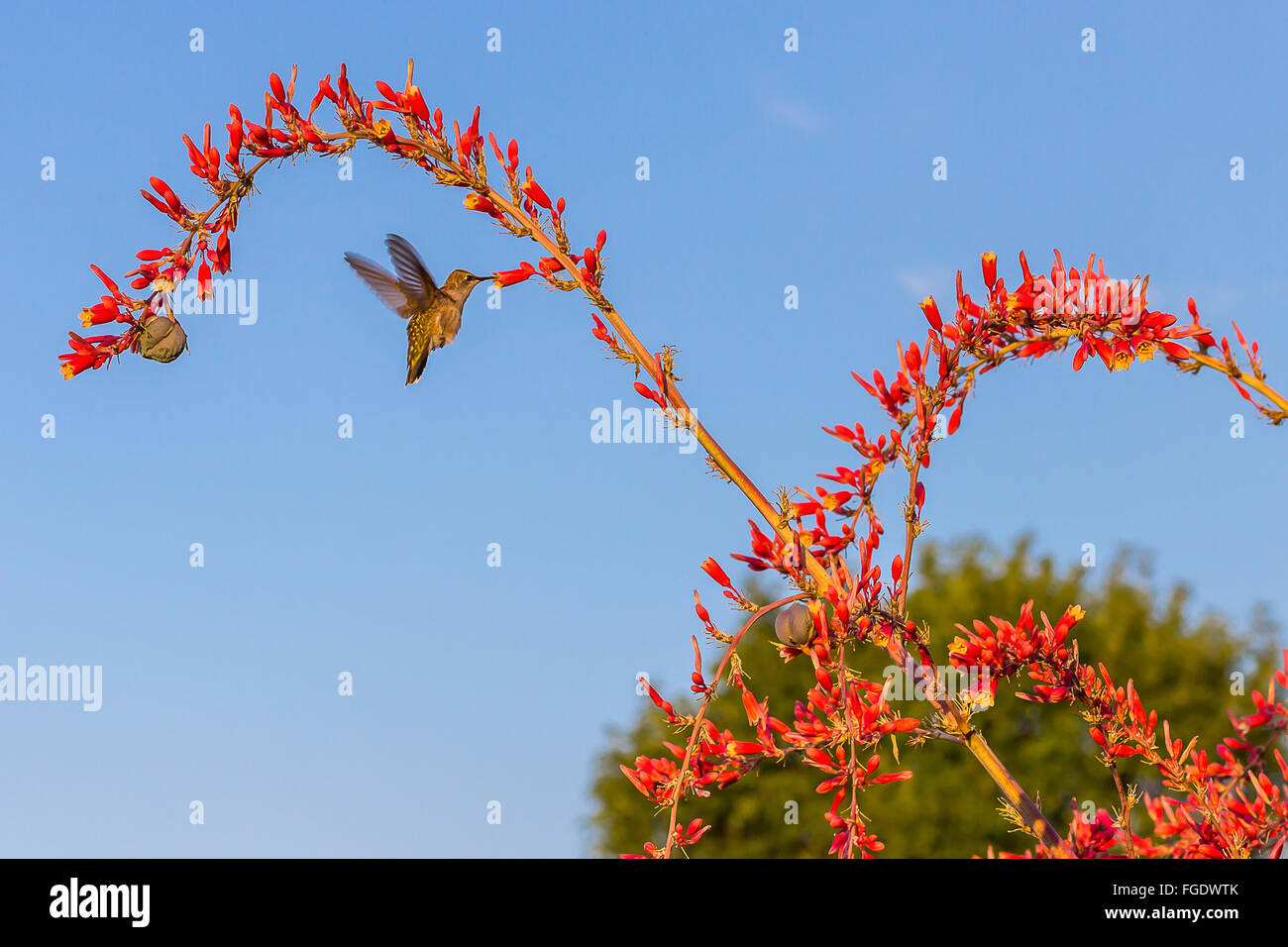 Red yucca hi-res stock photography and images - Alamy
