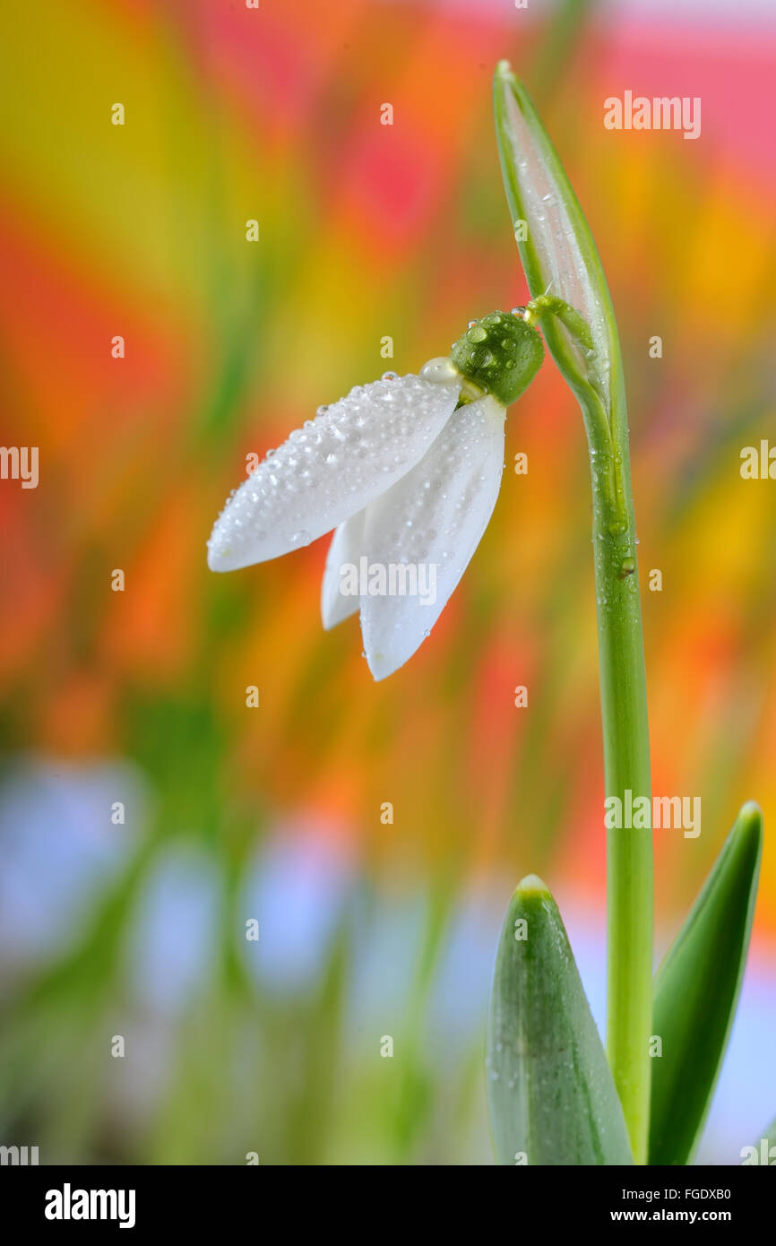 Snowdrops and water drops in garden Stock Photo - Alamy