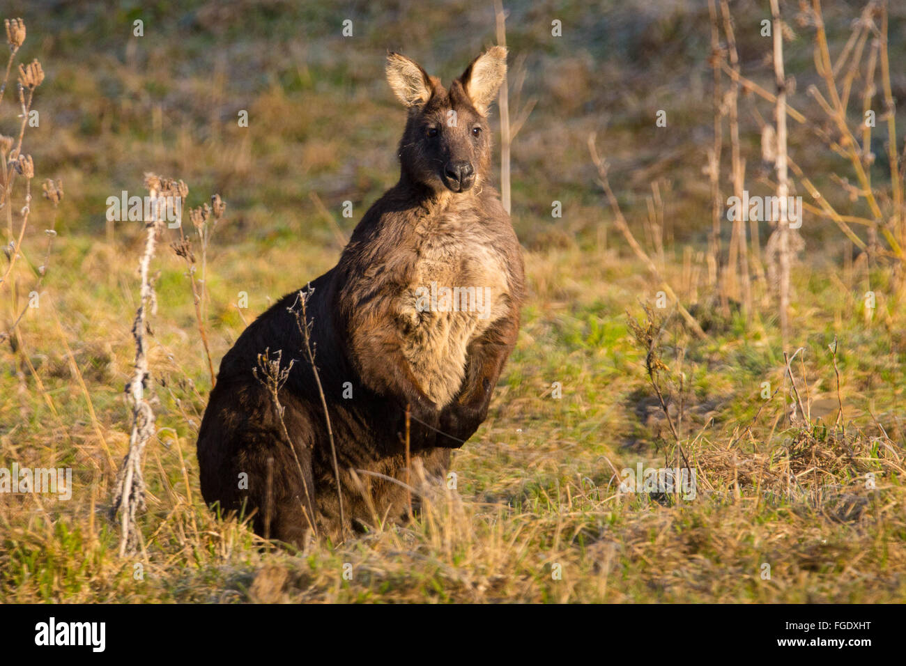 Male Common Wallaroo (Macropus robustus), NSW, Australia Stock Photo ...