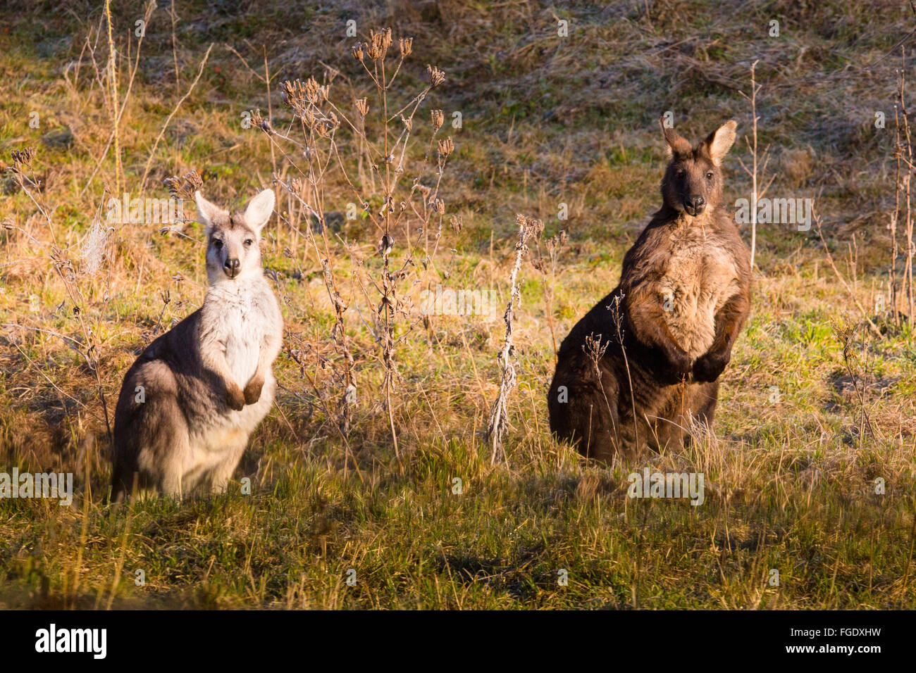 Male and female Common Wallaroo (Macropus robustus), NSW, Australia ...