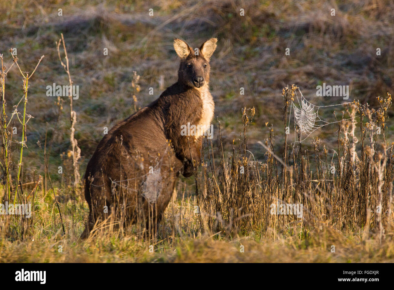 Male Common Wallaroo (Macropus robustus), NSW, Australia Stock Photo ...