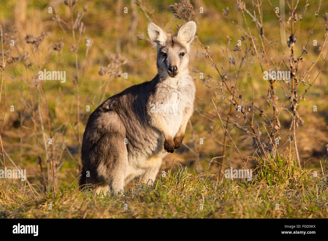 Euro common wallaroo hi-res stock photography and images - Alamy