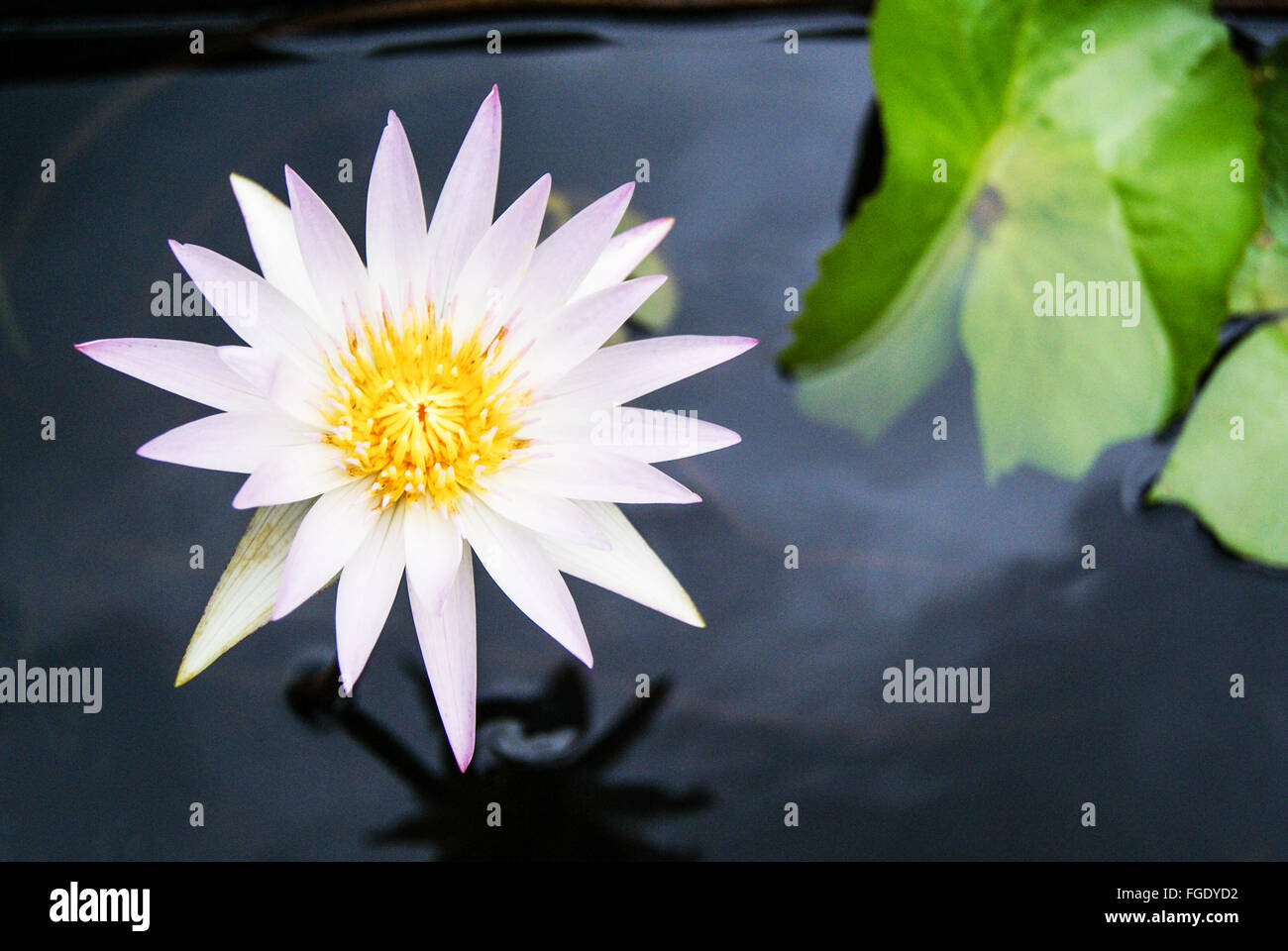 One lotus flower hi-res stock photography and images - Alamy