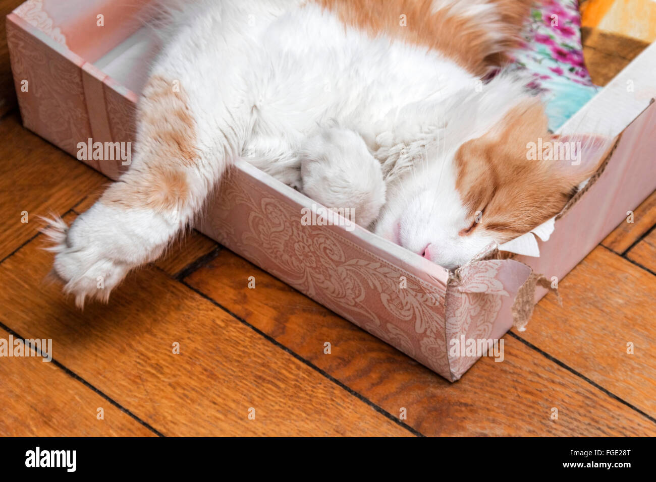 Lovely adult ginger and white cat sleeping in box Stock Photo - Alamy