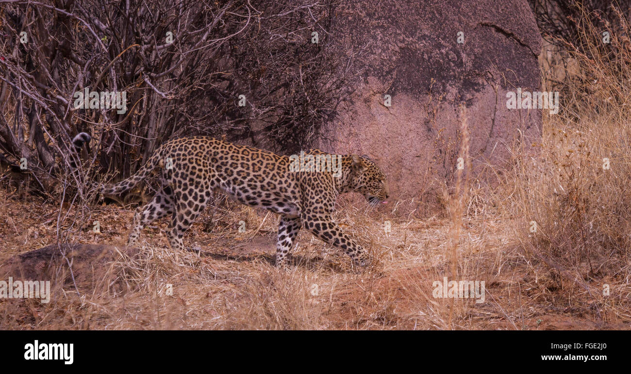 A leopard walks by Stock Photo - Alamy
