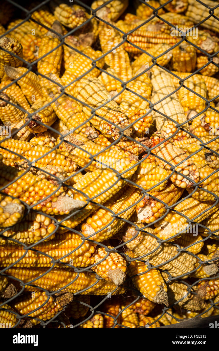 Granary filled with corn cobs in the countryside Stock Photo - Alamy