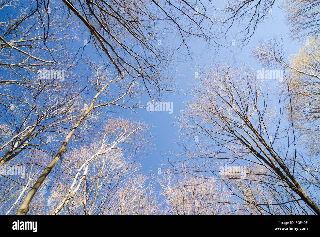 Trees and sky Stock Photo - Alamy