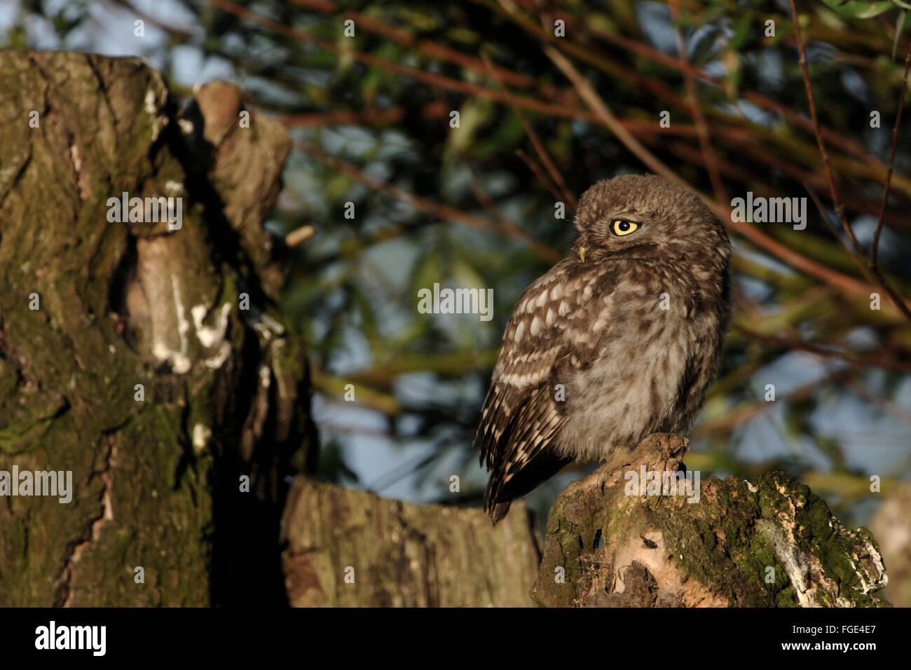 Little Owl / Minervas Owl ( Athene noctua ) young bird sunbathing on an ...