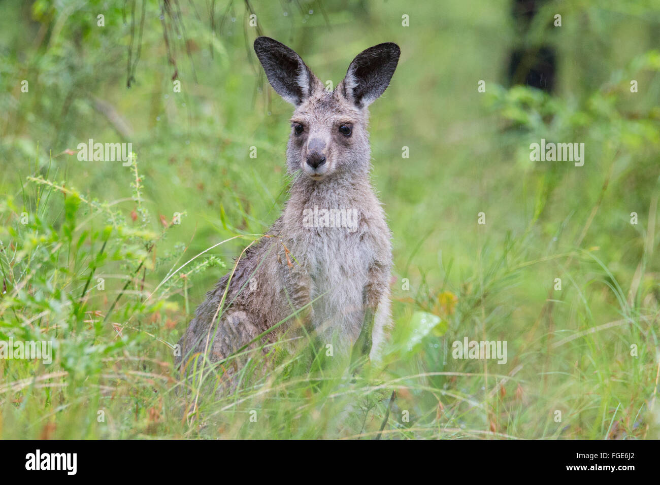 Young Eastern Grey Kangaroo (Macropus giganteus), Blue Mountains, NSW ...