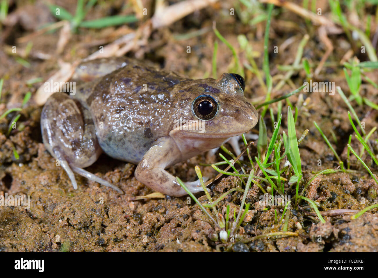 Barking Marsh Frog (Limnodynastes fletcheri), Queensland, Australia ...