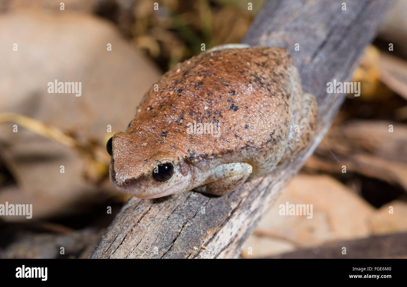 Desert Tree Frog (Litoria rubella), Queensland, Australia Stock Photo ...