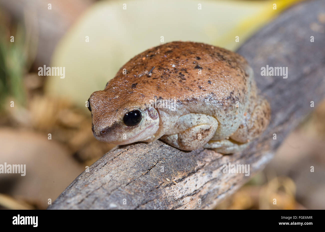 Desert Tree Frog (Litoria rubella), Queensland, Australia Stock Photo ...