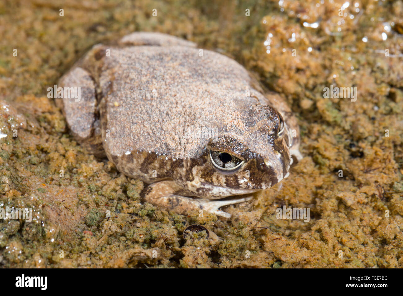 Burrowing frog hi-res stock photography and images - Alamy