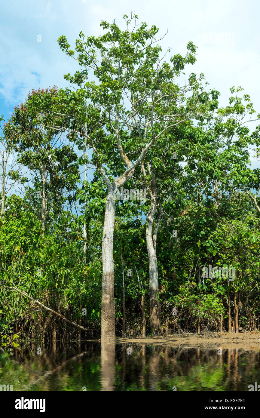 Flooded forest amazon brazil hi-res stock photography and images - Alamy