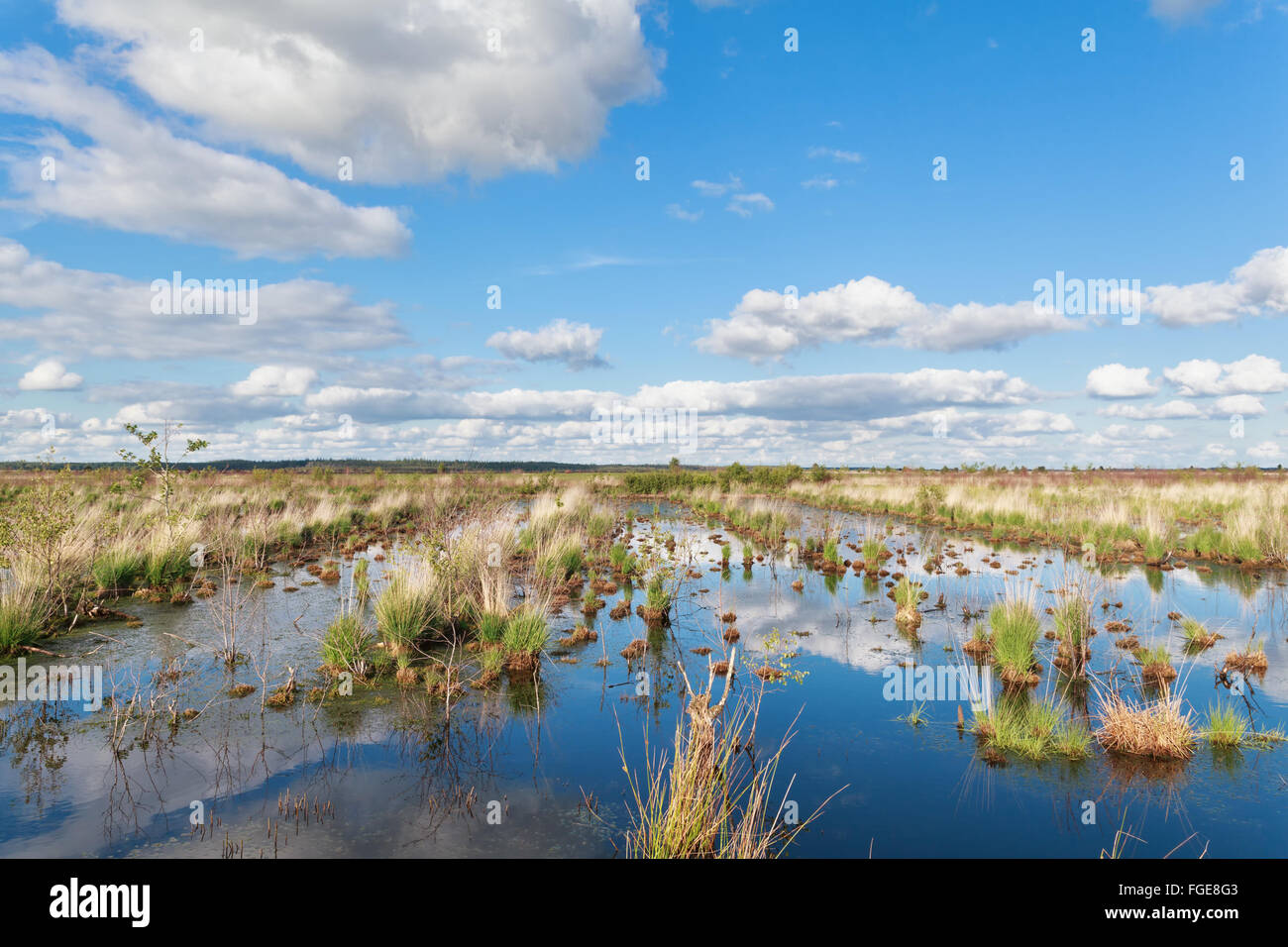 blue sky reflected in swamp water, Friesland, Netherlands Stock Photo ...