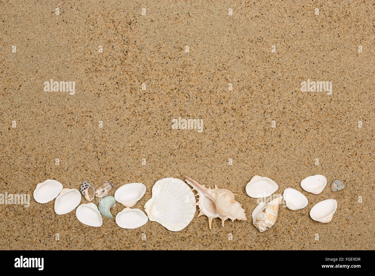 Sea shells on sand. Summer beach background Stock Photo - Alamy