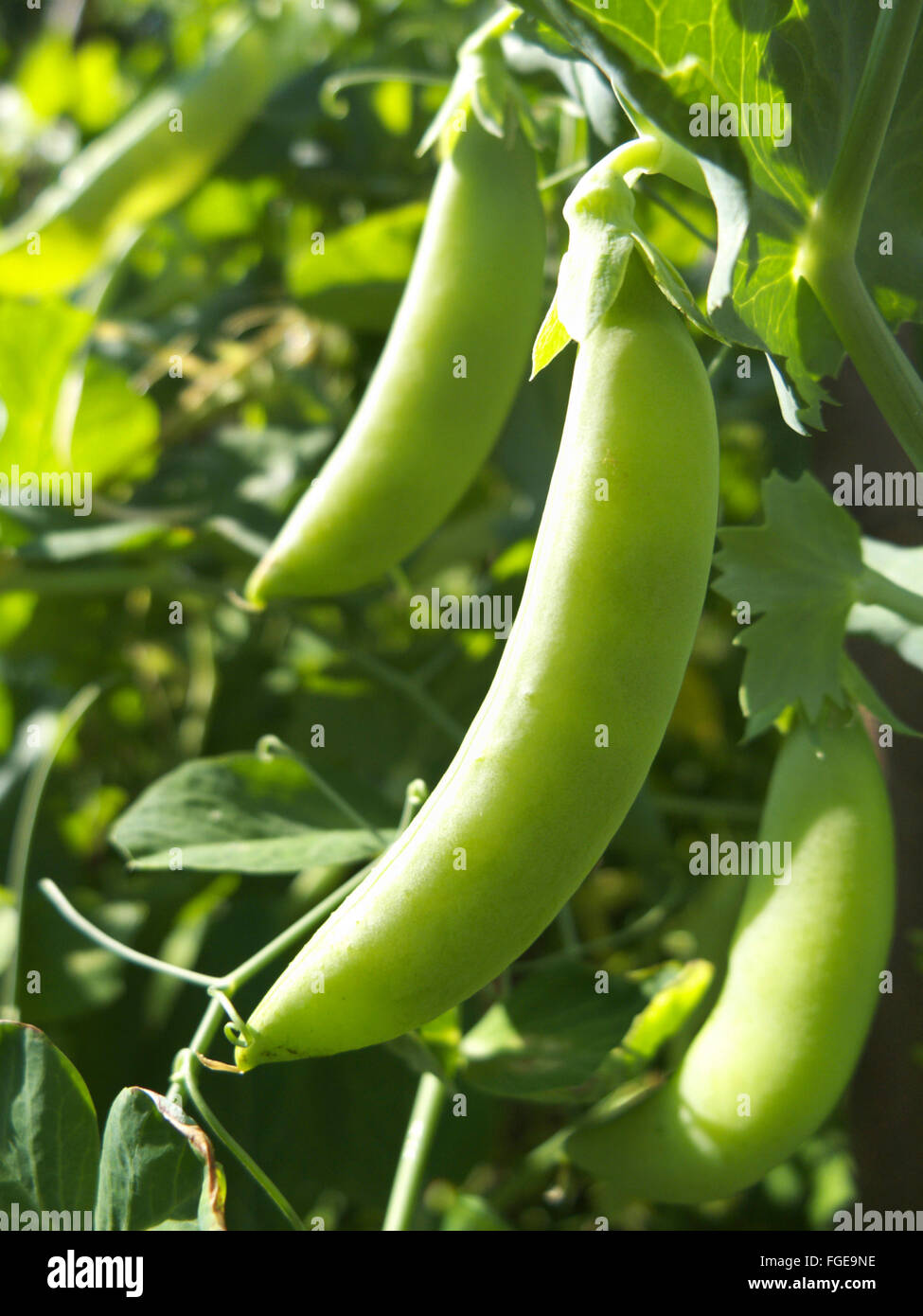 Green peas growing on the farm Stock Photo - Alamy