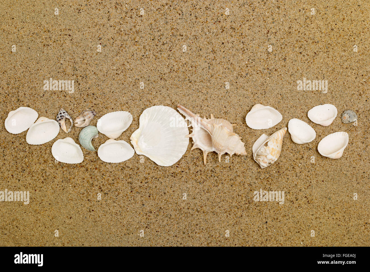 Sea shells on sand. Summer beach background Stock Photo - Alamy