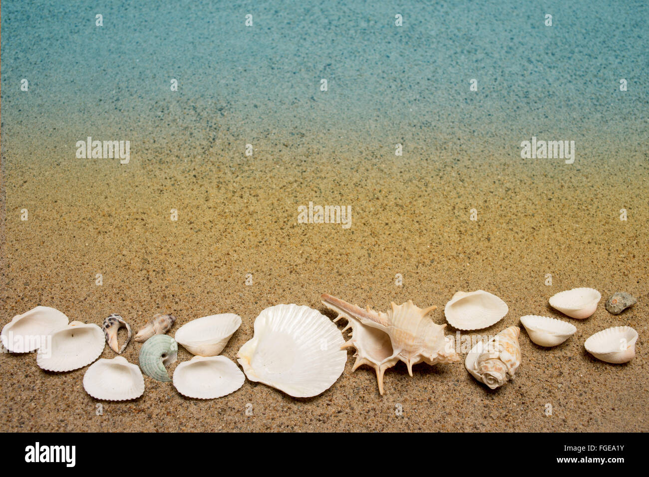 Sea shells on sand. Summer beach background Stock Photo - Alamy