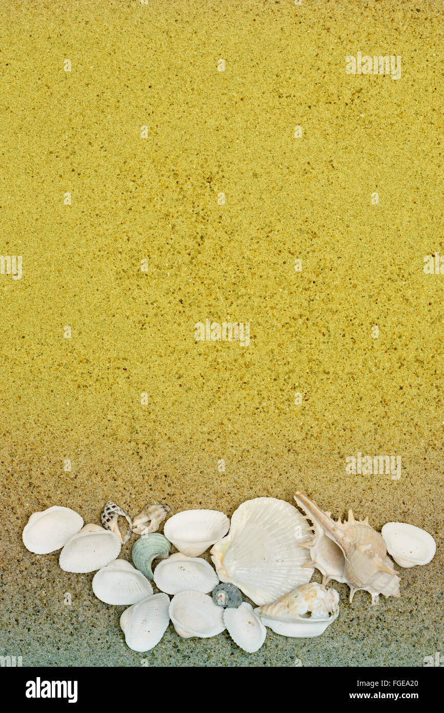 Sea shells on sand. Summer beach background Stock Photo - Alamy