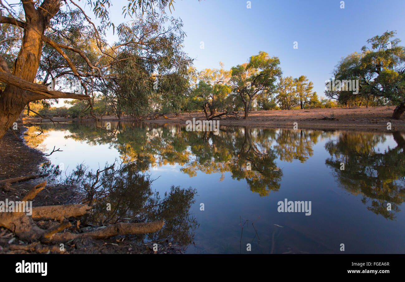 Dusk reflections of gum trees (eucalyptus) around a billabong in ...