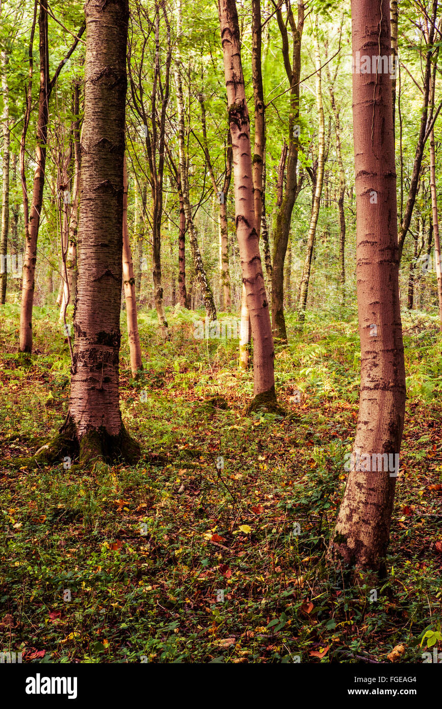 Trees in a forest in early autumn Stock Photo - Alamy