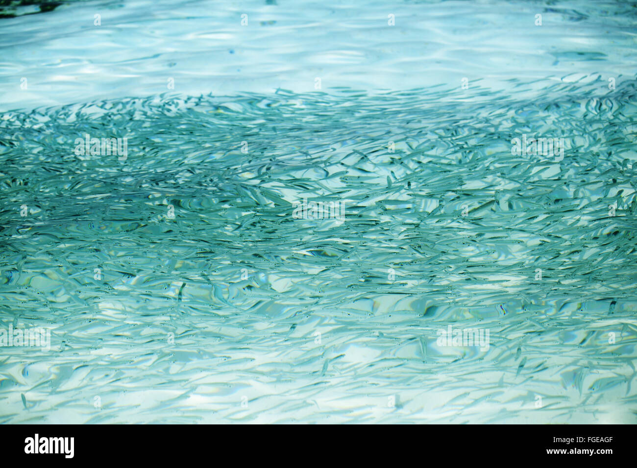 many small fish in the clear water of the ocean Stock Photo - Alamy