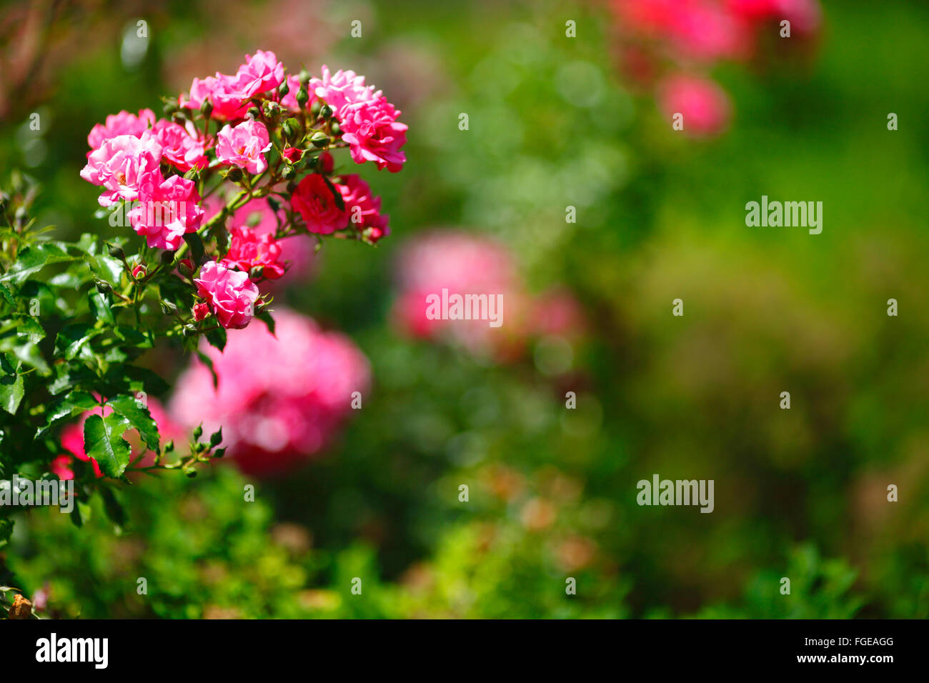 Close-up view on bush of wild pink roses Stock Photo - Alamy