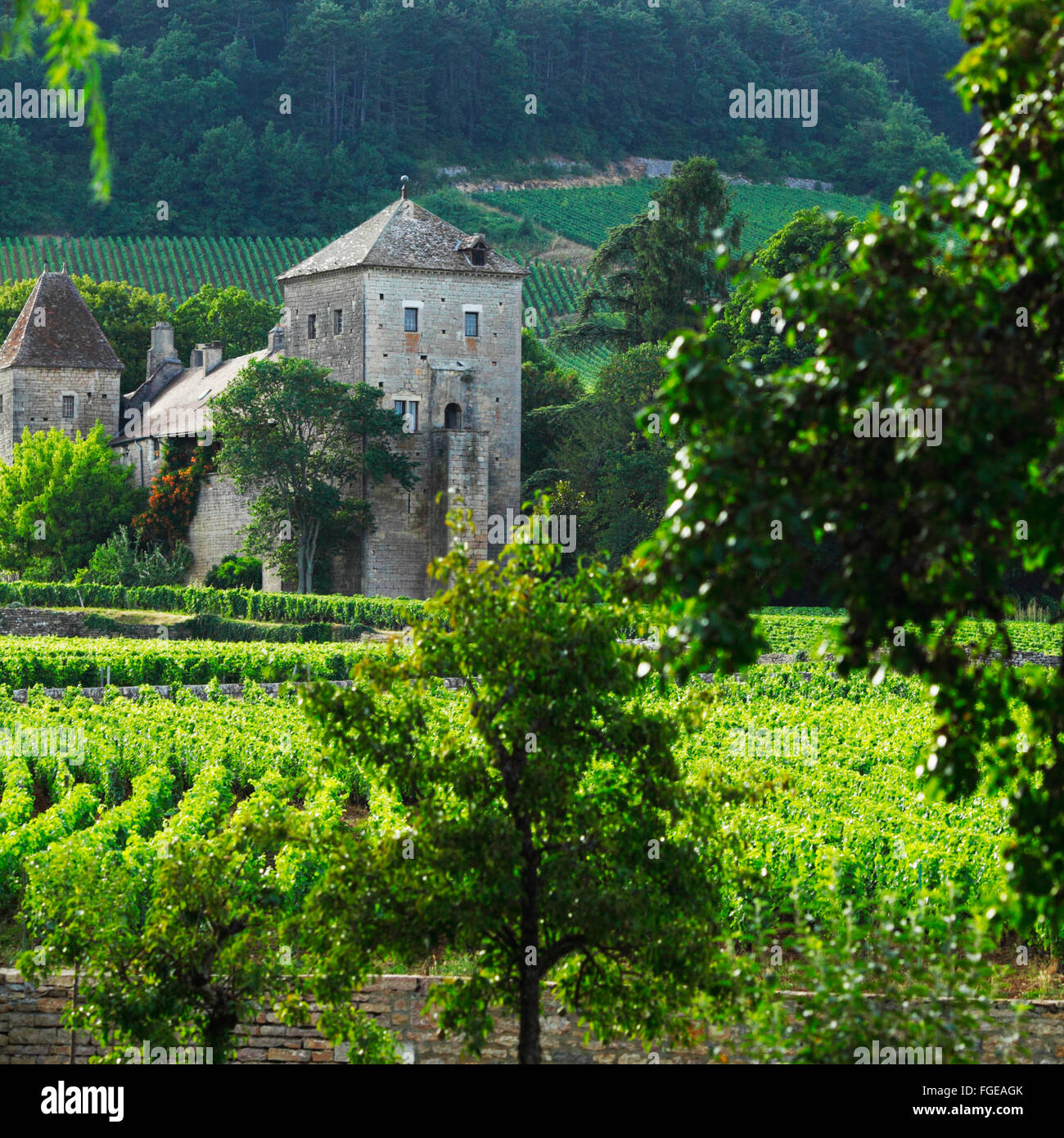 Gevrey chambertin vineyard hi-res stock photography and images - Alamy