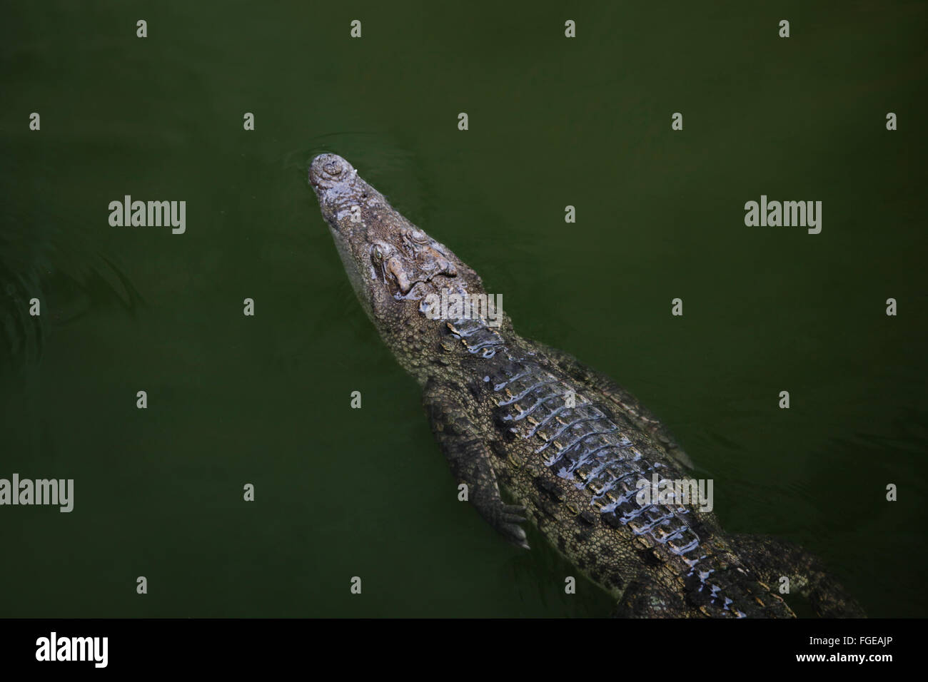 Alligator swimming in water, top view Stock Photo - Alamy