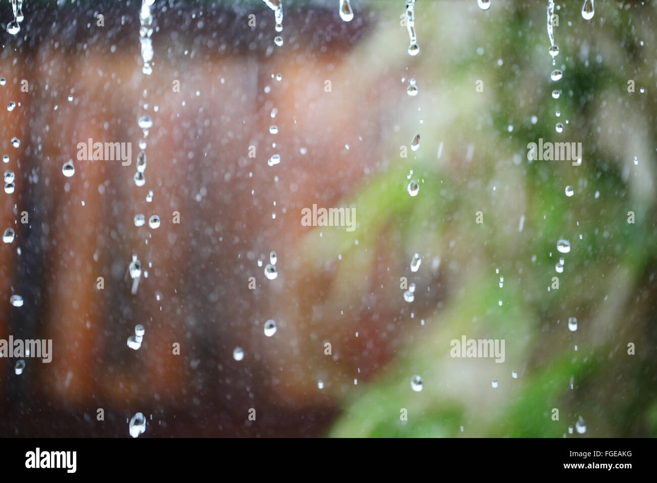 Tropical rain drops close up Stock Photo - Alamy